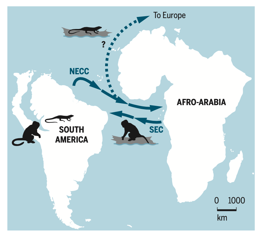 Prehistoric Monkeys Travelled From Africa To South America Using Rafts ...
