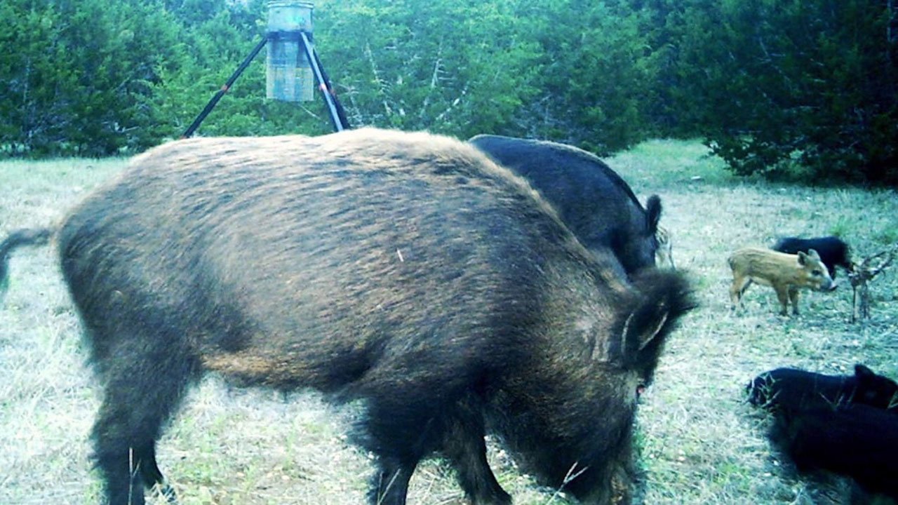 Super Pigs Destroy Havoc In Canada, Making 'Pigloos' For Themselves ...