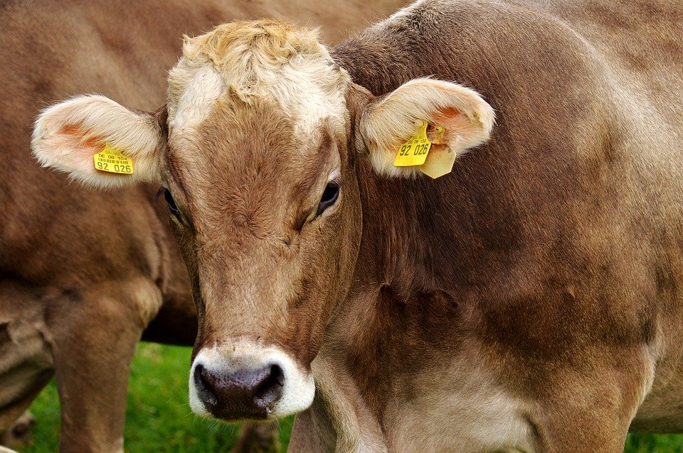 Strange Mutant Cow Discovered With Two Heads and Spine, One Pelvis ...