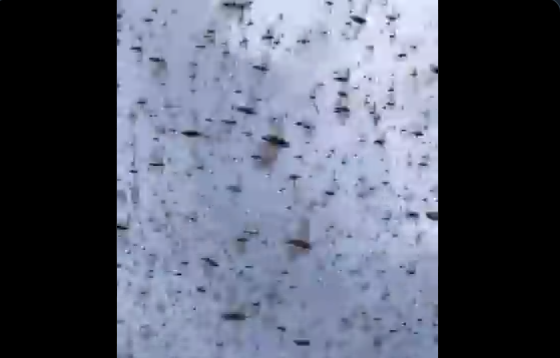 Millions of Locusts Seen Flying in Africa's Sky | BOOMSbeat